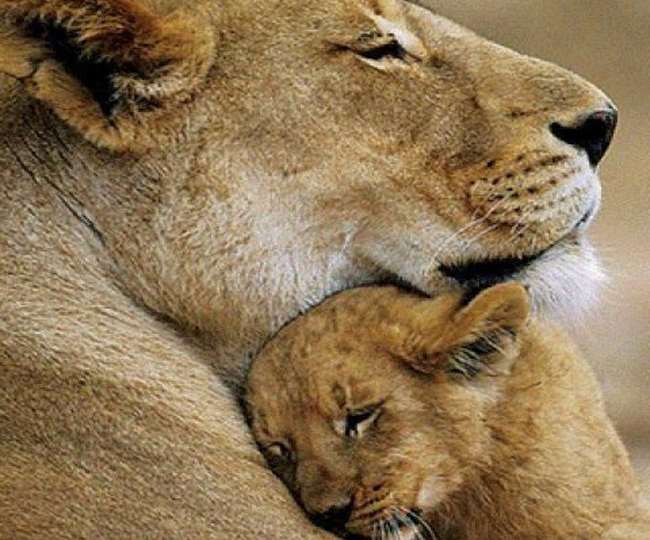 अधिक एंटीबायोटिक से शेरों के शावकों में बढ़ रही विकलांगता, पढ़ि‍ए पूरी ...