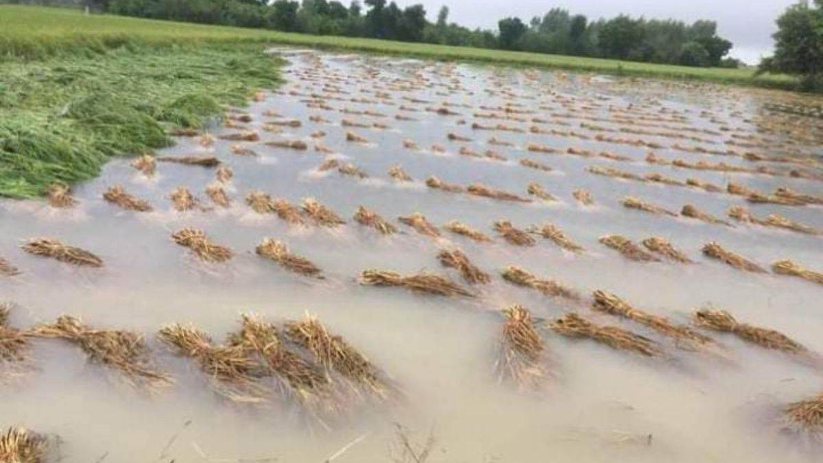 Hathras News : लगातार बरसात से डूबे किसानों के अरमान, जलमग्न हुई सैकड़ों बीघा धान की फसल - The ...