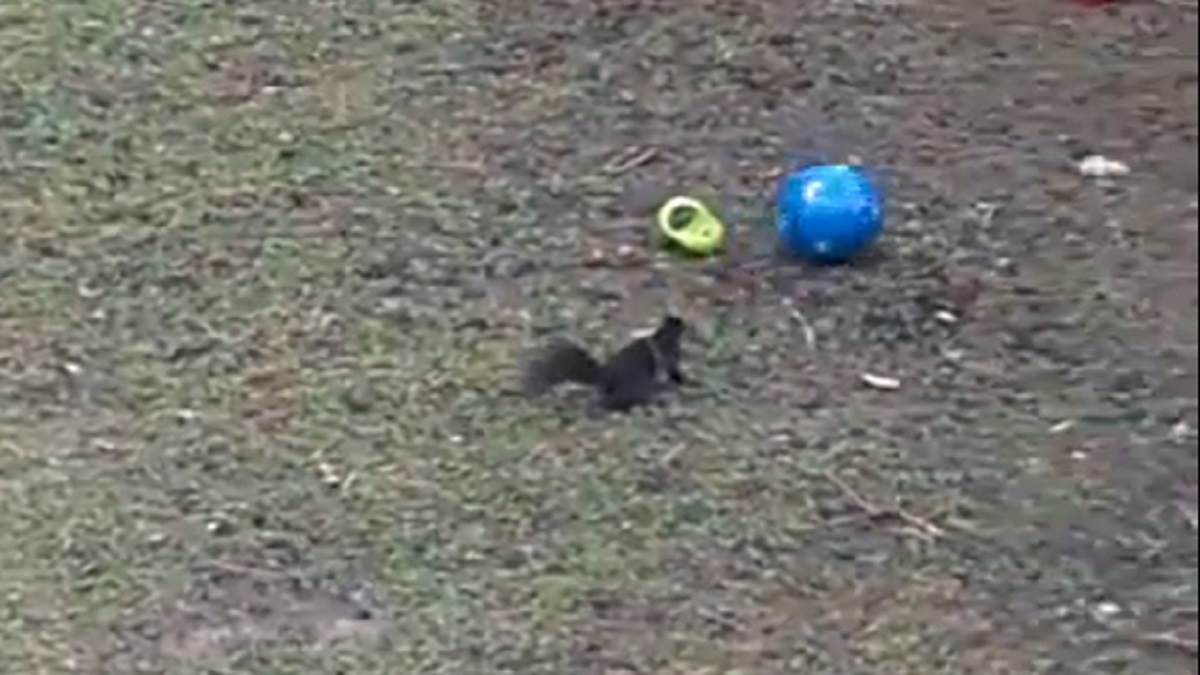 Viral Video: पार्क में फुटबॉल खेलती हुई नजर आई गिलहरी, वीडियो देख नहीं ...