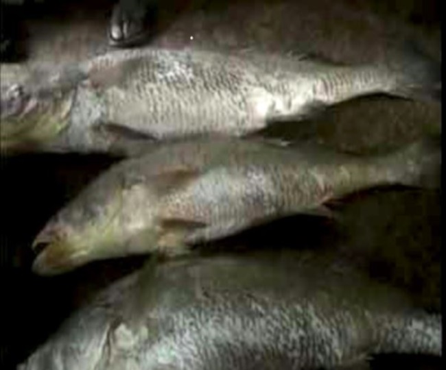 Odisha: एक ही रात में लखपति बन गए मछुआरे, 35 लाख रुपए में बिकी 28 ...