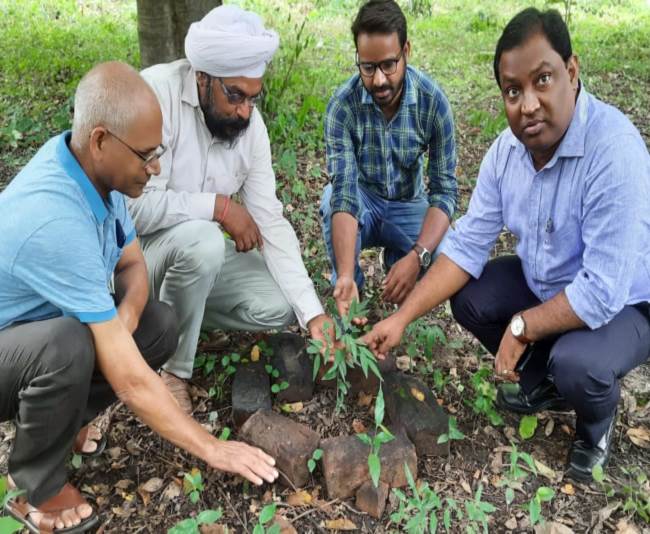 औषधीय पौधों के संरक्षण को बीएचयू की पहल, गांठ से लैब में तैयार किए पौधे ...