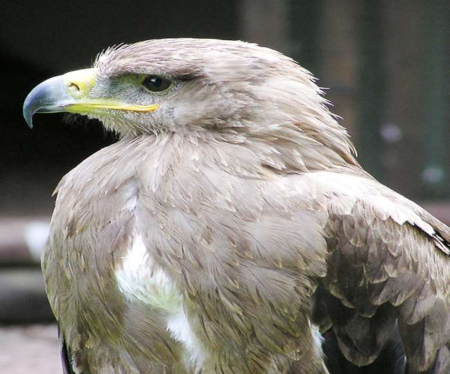 गरुड़ को लेकर बिहार से एक और अच्छी खबर, अब खगड़िया के मानसी में भी दिखे ...