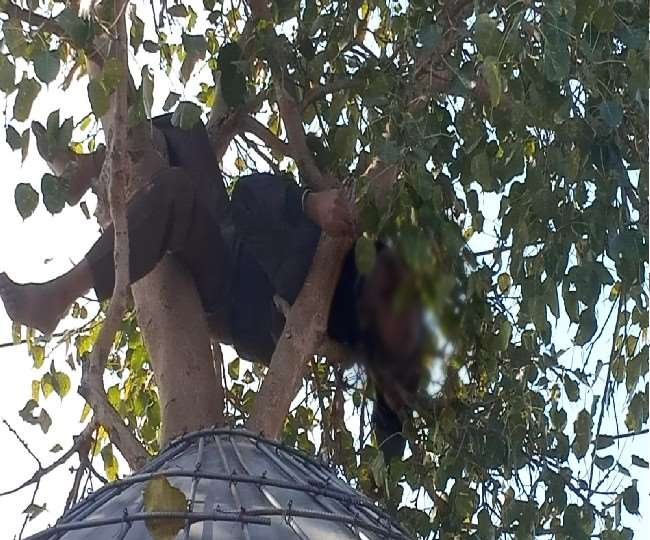 अमरोहा में पेड़ पर टंगे शव को देख मचा हड़कंप, जानें कैसे शव पेड़ पर ...