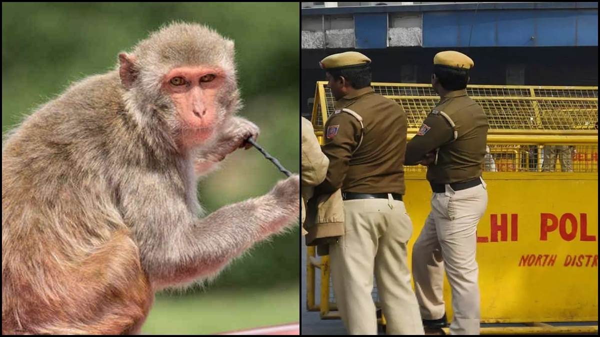 Delhi News बंदर की खुराफात से दिल्ली पुलिस के इंस्पेक्टर को आई चोट ... Delhi News बंदर की खुराफात से दिल्ली पुलिस के इंस्पेक्टर को आई चोट ...