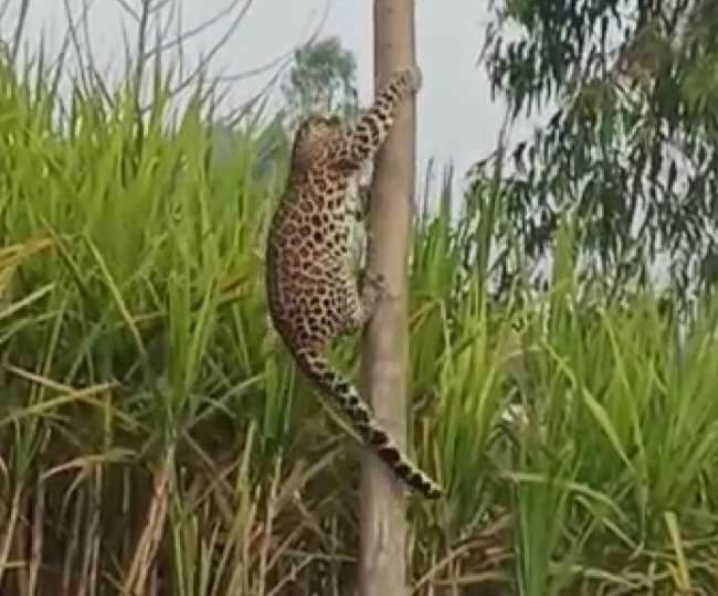 बिजनौर में आबादी के बीच पेड़ पर चढ़ा गुलदार, वीडियो वायरल, लोगों में ...