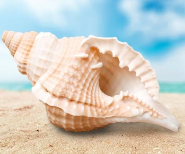 Shankh: शंख है पवित्रता का प्रतीक, जानें कैसे हुई इसकी उत्पत्ति ...