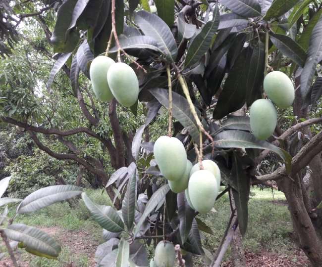 अब जीआइ टैग के साथ लीजिए बागपत का रटौल आम, पाकिस्‍तान से है इसका खास ...