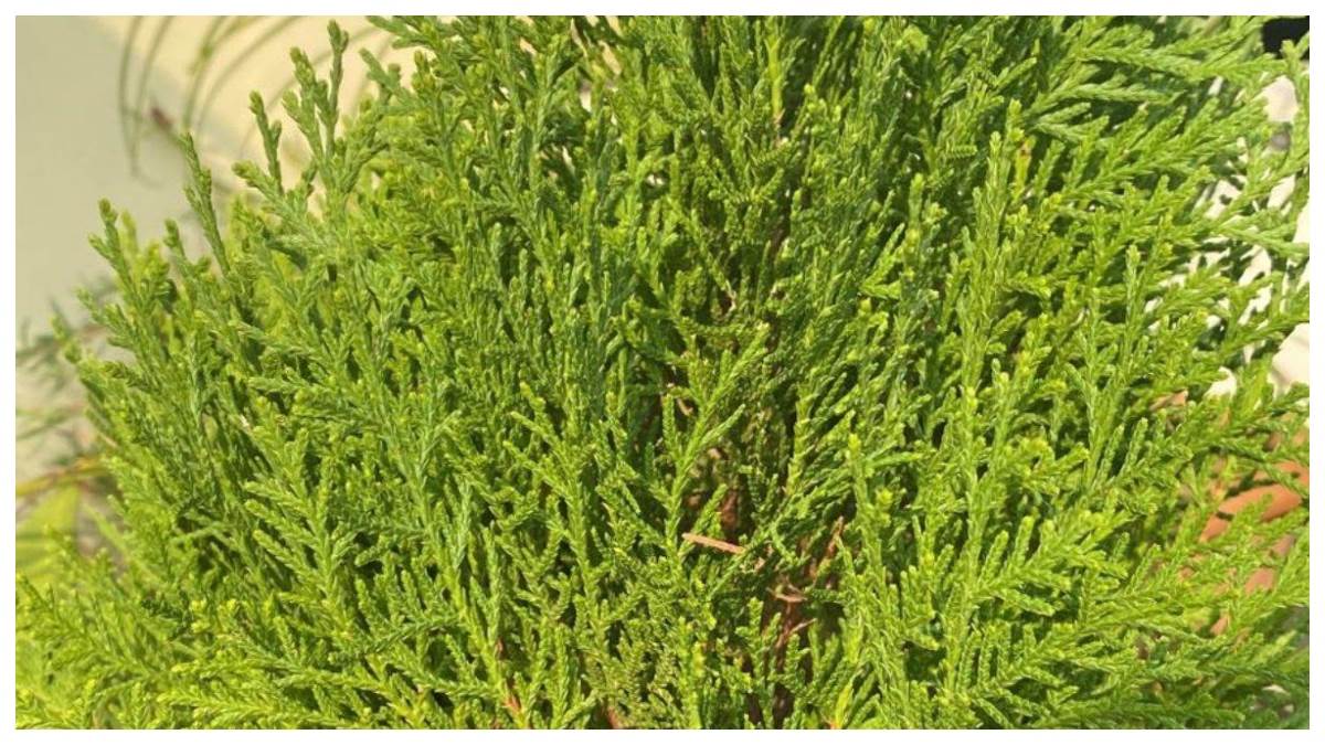 Morpankhi Plants Benefits आज ही घर में लगाएं मोरपंखी का पौधा जीवन में मिलेगी सफलता Morpankhi