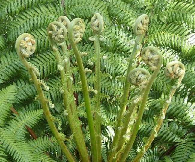 स्वाद व सेहत से भरपूर है पहाड़ की ये सब्जी, गांवों में मुफ्त बाजार में ...