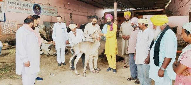 जख्मी रोज का इलाज करवा कर वन विभाग को सौंपा - hira hospital gives ...