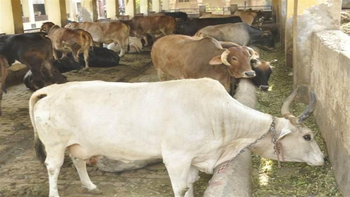 बिहार के पशुपालकों के लिए अच्छी खबर, बिहार सरकार ने जारी की एसओपी ...