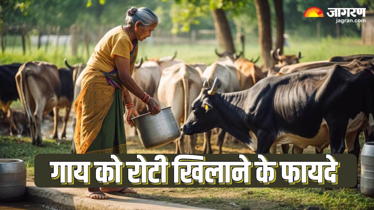 Gau Mata Seva: गाय को पहली रोटी खिलाने से मिलते कई लाभ, खुल जाते हैं ...