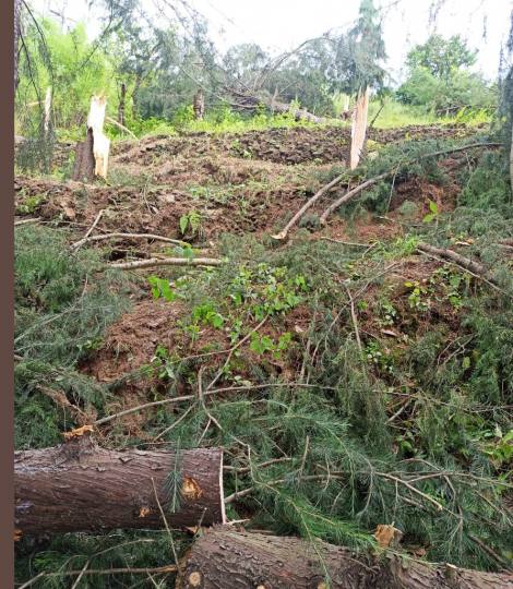 सुरई के छह से ज्यादा पेड़ों पर चलाई आरी - Saws fired on more than six ...