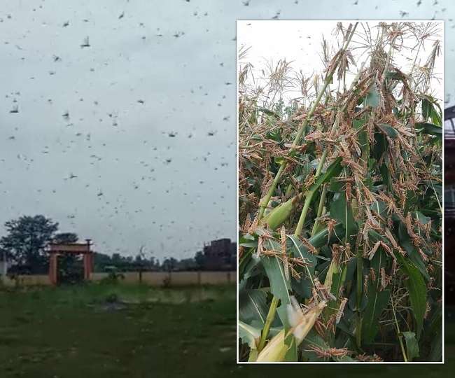 Tiddi Dal Attack सीतापुर से डेरा जमाने बहराइच पहुंचा टिड्डी दल भगाने ...