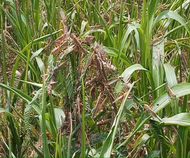 Tiddi Dal Attack In UP आगरा से निकली आफत मैनपुरी पहुंची किसान दिखा रहे ...