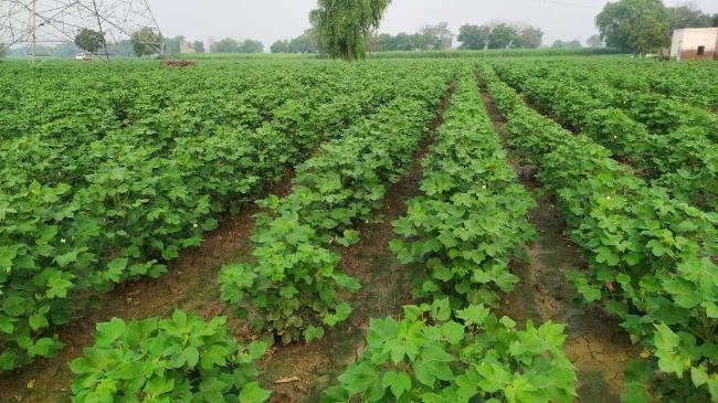 नरमा की फसल में सफेद मक्खी, थ्रीप्स व हरे तेले का प्रकोप - Outbreak of ...