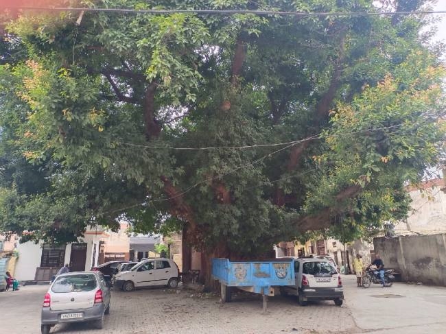 पिलखन के पेड़ ने शहर को बड़ा होते देखा, शीतल छांव में पली कई पीढि़यां ...