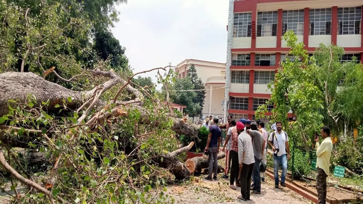 चंडीगढ़ में बच्ची की मौत के बाद पुराने और सूखे पेड़ों को हटाने की मांग ...