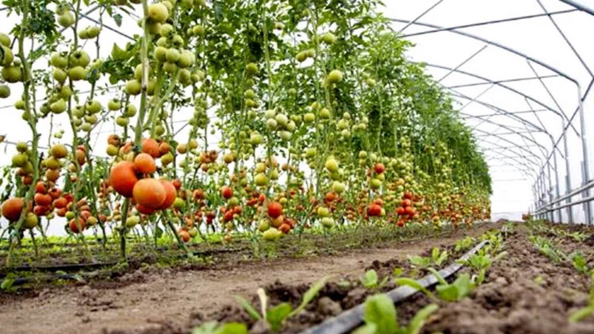 बागवानी करने वाले किसानों की होगी बल्‍ले-बल्‍ले, हो सकेंगे मालामाल ...