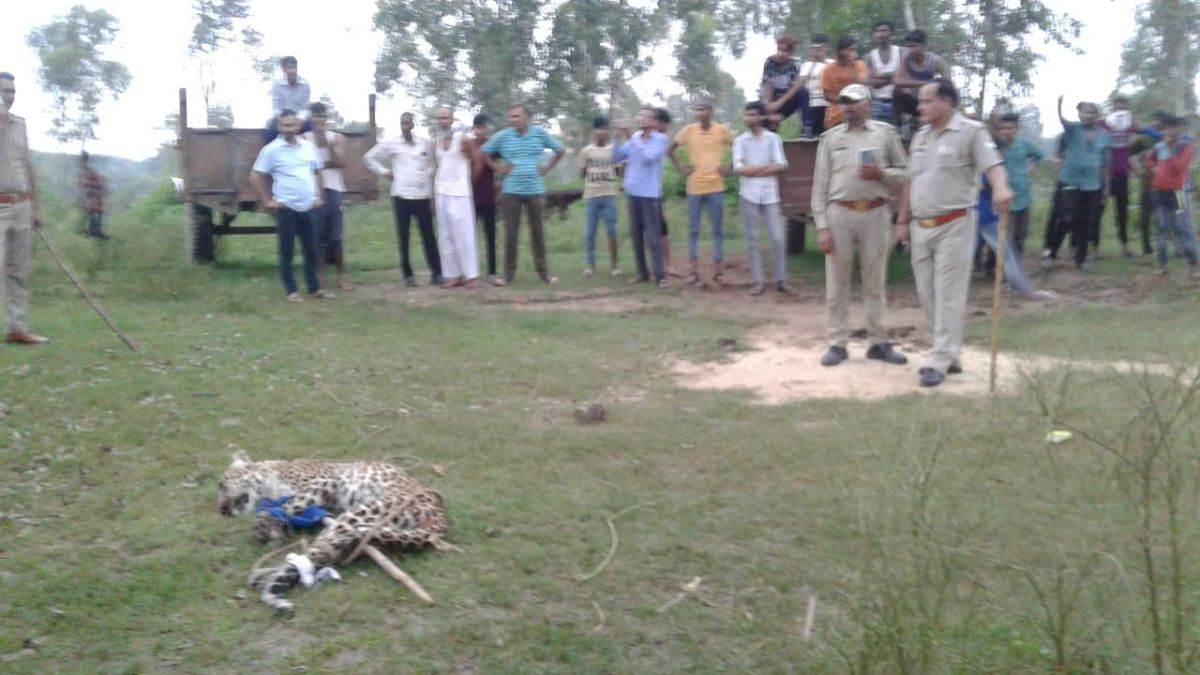 Bijnor News: तीन लोगों पर गुलदार ने किया हमला, ग्रामीणों ने घेरकर ...