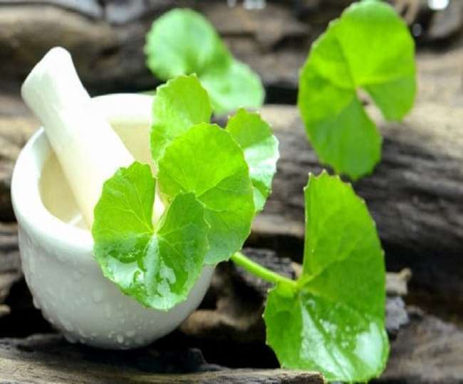 Benefits Of Using Brahmi: याददाश्त दुरुस्त करने के साथ ही डिप्रेशन से ...