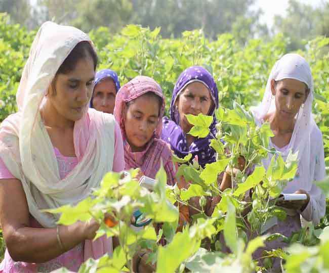 UPSRLM: सब्जी की खेती से लखनऊ की 8500 महिलाओं को मिला रोजगार, अन्‍य ...