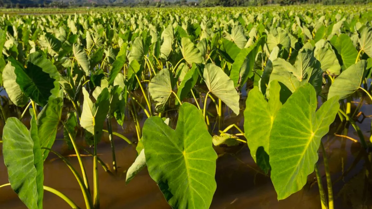 Arbi Leaves Benefits: वजन घटाना हो या बैड कोलेस्ट्रॉल, अरबी के पत्तों ...