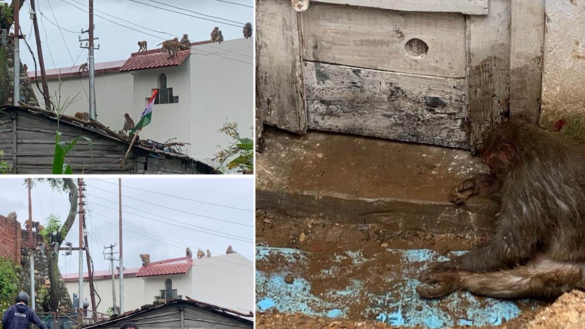 Uttarakhand : करंट लगने से घर में गिरा बंदर, करीब सौ बंदरों ने परिजनों ...