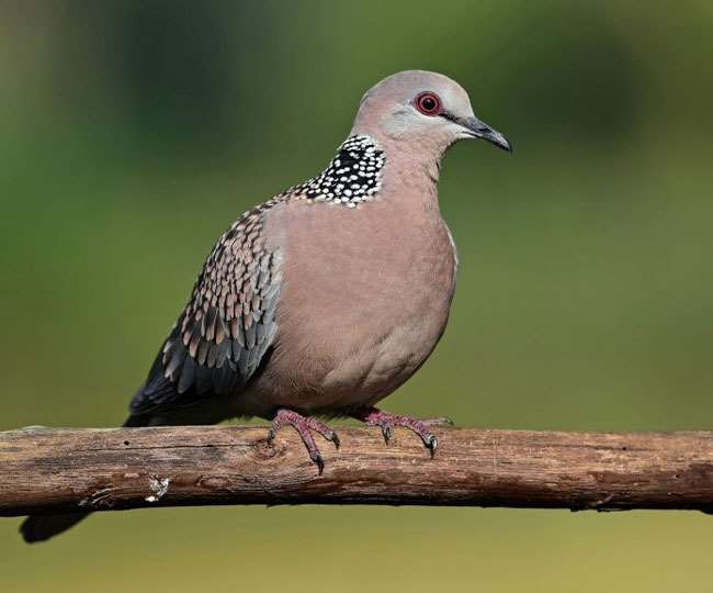 पहाड़ के लोकजीवन में गहरे तक रची-बसी है घुघुती, इस पक्षी का लोगों के ...