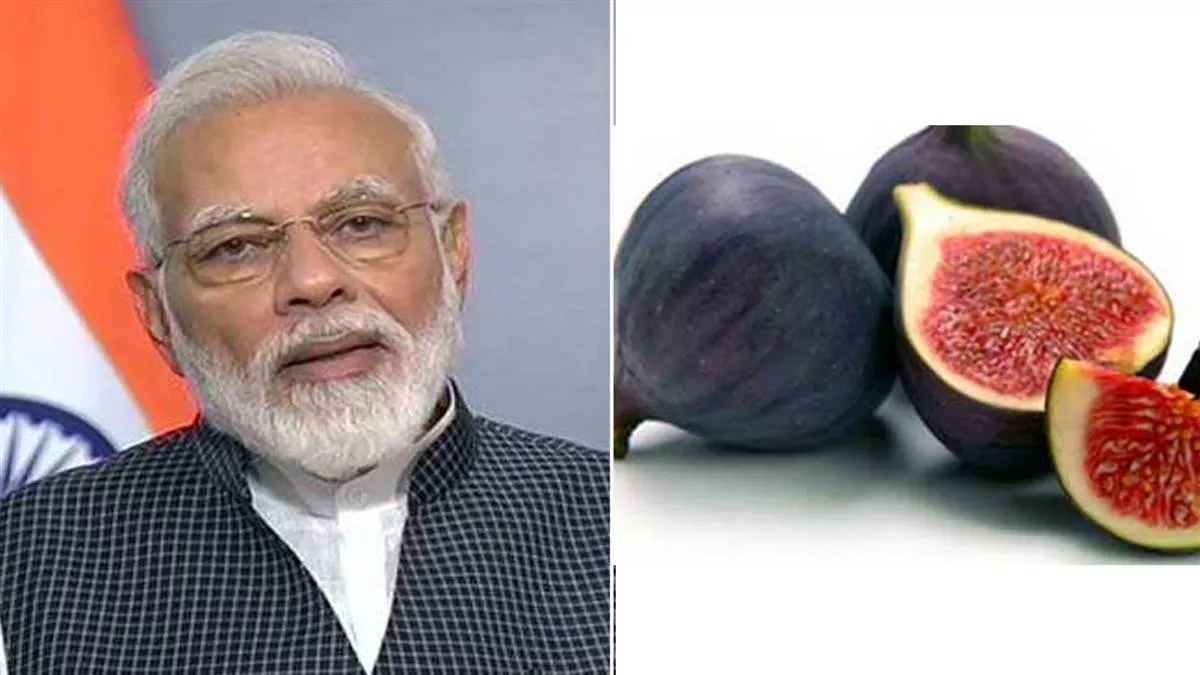 बड़े काम का है PM Modi का पसंदीदा यह पहाड़ी फल, सेहत के साथ ही बढ़ाता ...