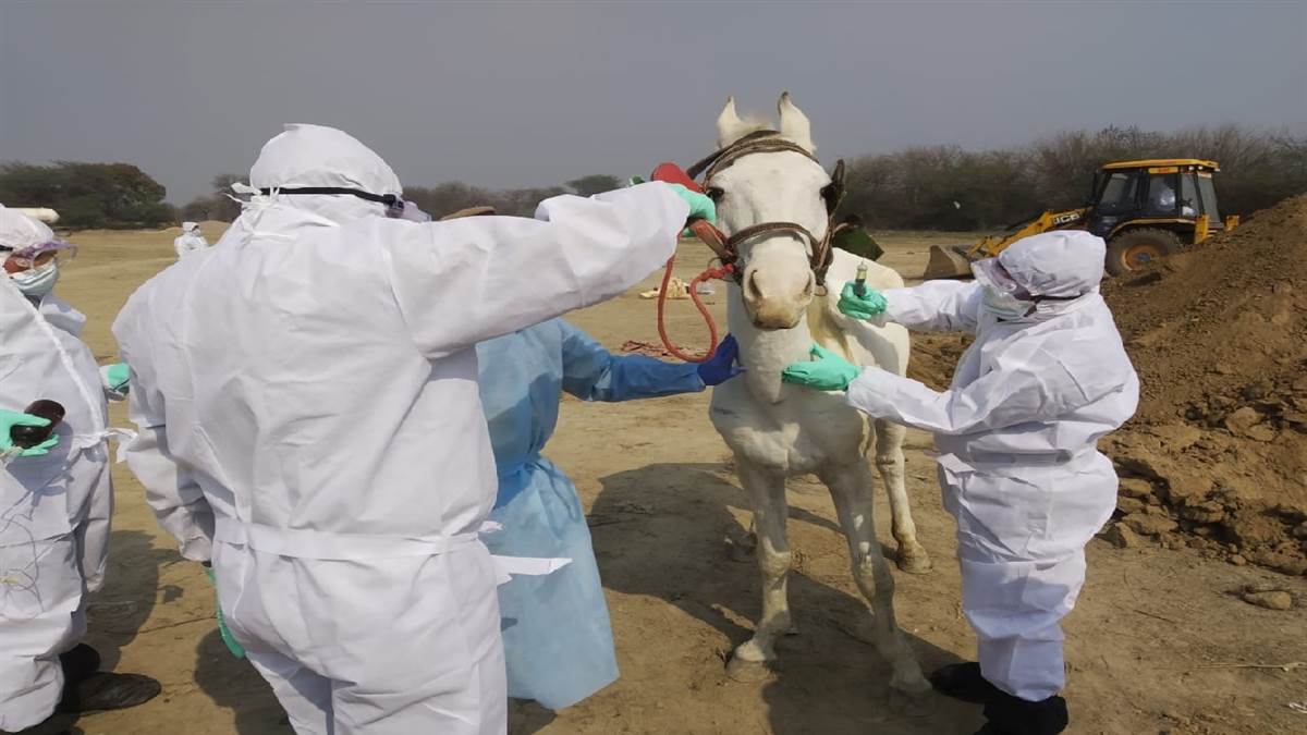 ग्लैंडर्स को लेकर अब उत्तराखंड को दिया टारगेट, हर माह सैंपल जांच कर ...