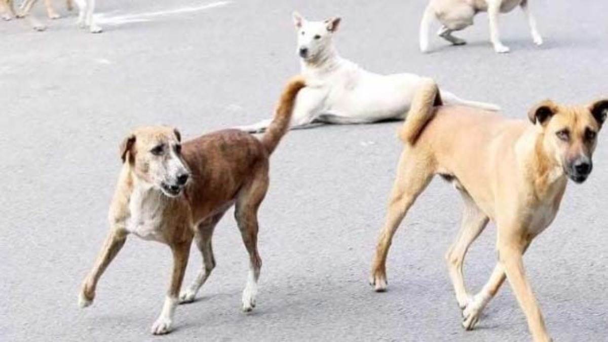 लखनऊ में चार कुत्‍तों ने घेर कर युवक को बुरी तरह से नोचा, बेहद नाजुक है ...