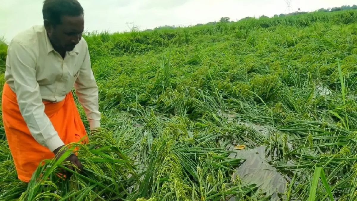 बारिश का कहर : फसल बिछि गै, सब बर्बाद हुई गा है... पूरा घर रोई रहा ...