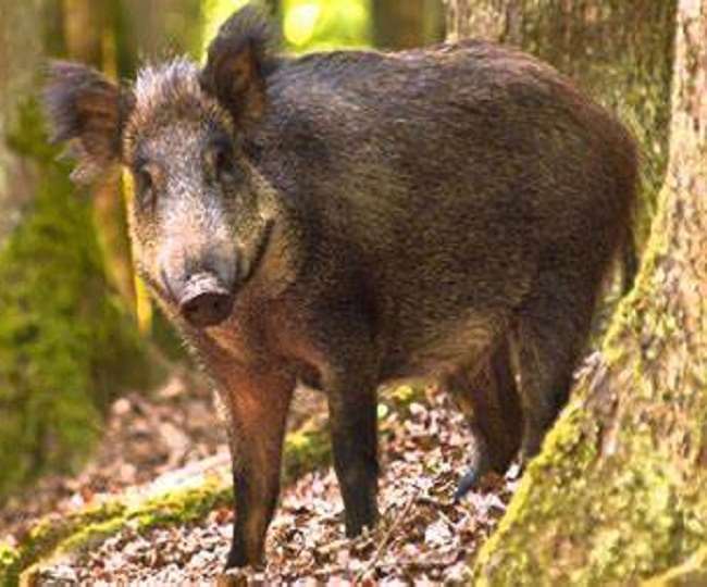 उत्तराखंड में जंगली सूअर मारने पर फिर प्रतिबंध मारने पर दर्ज होगा ...