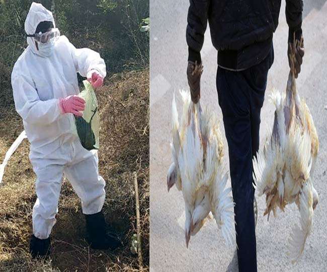 Bird Flu Scare बर्ड फ्लू को देखते हुए केंद्र सरकार ने कहा पीपीई किट का ...