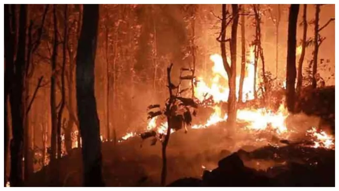 Sainj Forest Fire: शरारती तत्वों ने आग लगाई, लाखों रुपये की वन संपदा ...