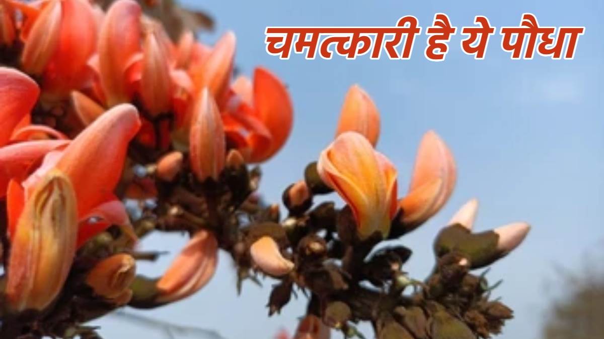 Vastu Tips for Tesu: केवल सुंदरता ही नहीं, समृद्धि के लिए भी लगाएं घर ...