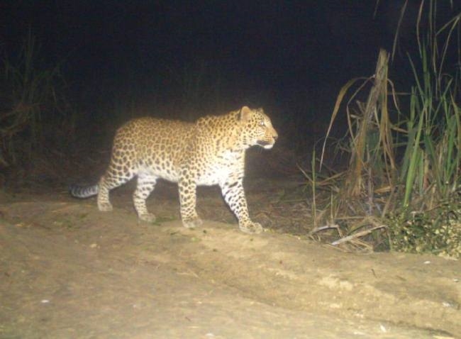 पूरे सिस्टम पर भारी गुलदार, पकड़ में नहीं आया - Heavy guldar on the ...