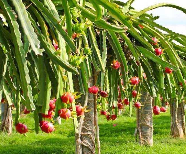 वियतनाम के ड्रैगन फ्रूट से लोगों की बढ़ेगी इम्युनिटी, मीरजापुर के किसान ...