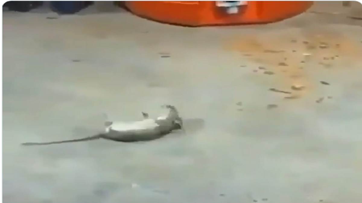 Viral Video: टॉम एंड जेरी स्टाइल में चूहे ने बिल्ली को बनाया बेवकूफ ...