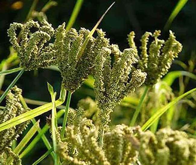 उत्‍तराखंड में 20 साल में 47 हजार हेक्टेयर घटा मंडुवा का रकबा, पढ़िए ...