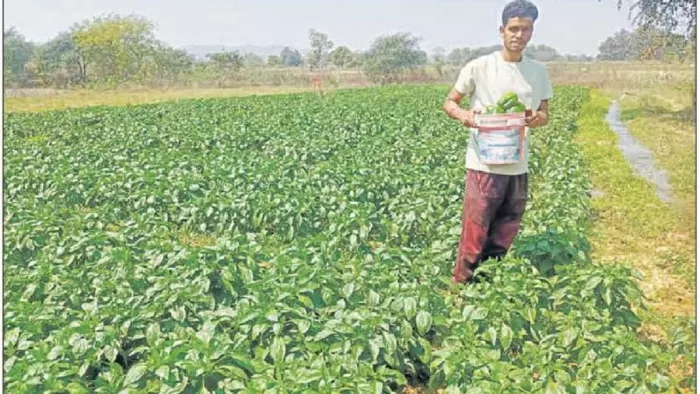 शिमला मिर्च की खेती बना रहा मालामाल, हो रहा लाखों का इनकम; इस तरह से ...