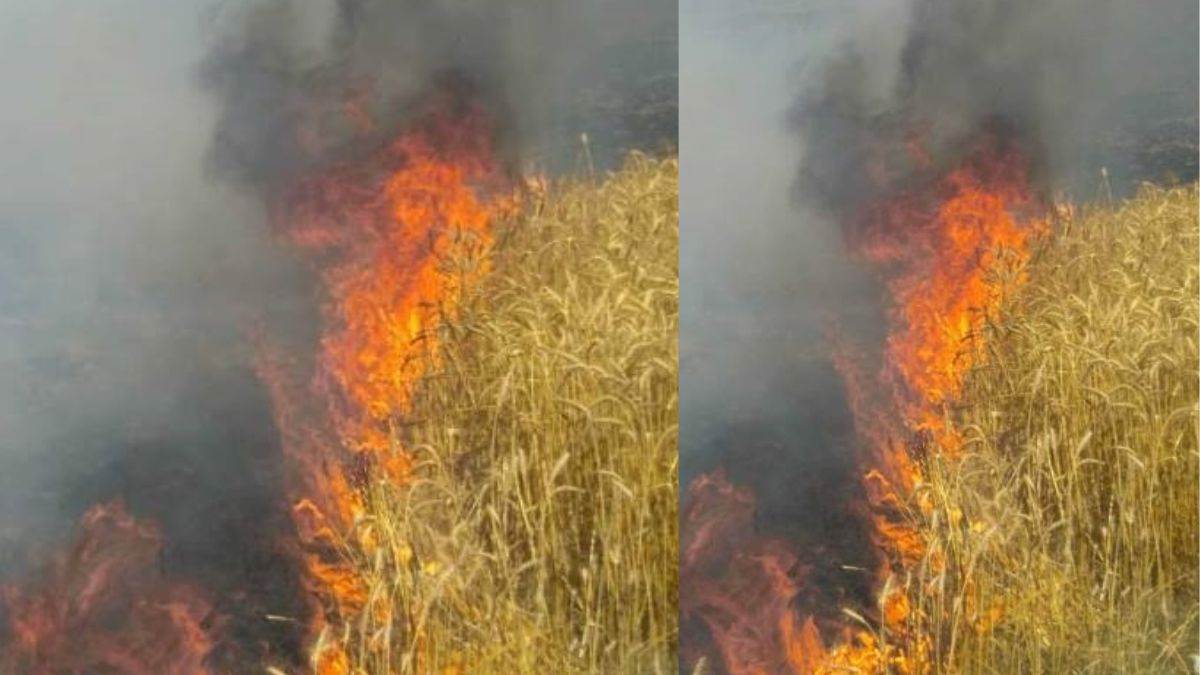Punjab News: शॉर्ट सर्किट से लगी आग, किसान की ढाई एकड़ गेहूं की फसल जली ...