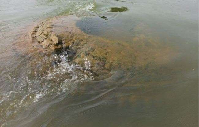 महानदी के गर्भ में दिखा 500 वर्ष पुराना मंदिर: पद्मावती गांव में जमी ...