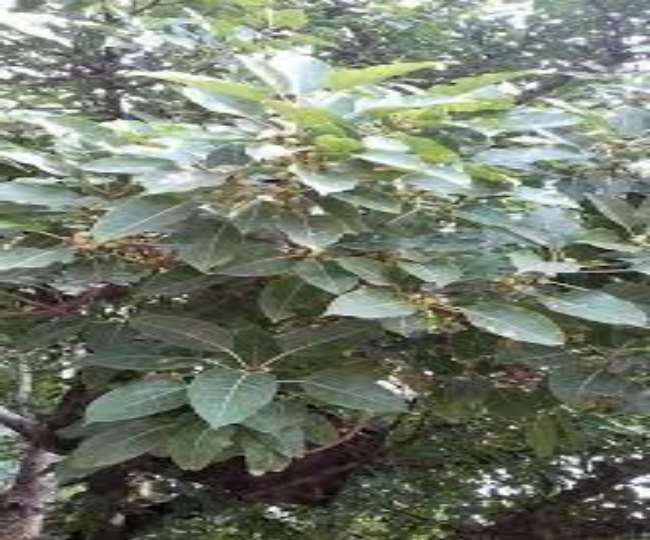 आओ आक्सीजन रोपें, आक्सीजन के साथ औषधीय गुणों की खान भी है पाकड़ ...