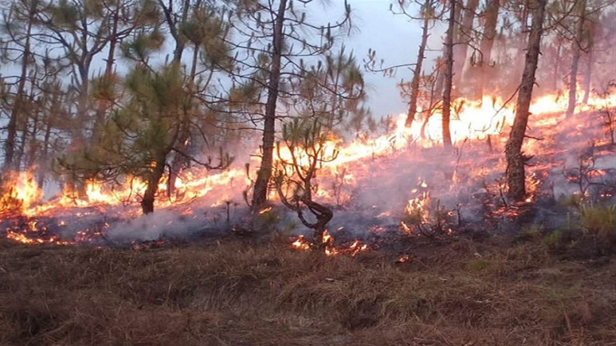 अल्मोड़ा में अब तक 886 हेक्टेयर जंगल हुए राख 24 लाख से अधिक के नुकसान ...