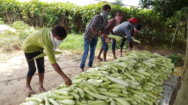 सब्जी के खेतों में काम से मिला सहारा - Migrants produce vegetables to ...