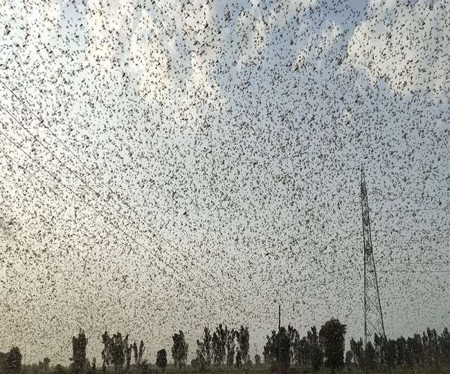 Locust Attack: रातभर खेतों में डेरा जमाए रहा टिड्डी दल, खरीफ की फसल ...