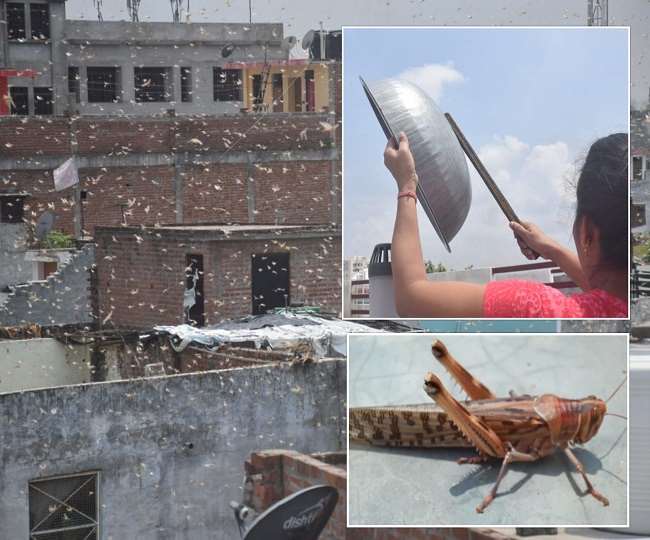 Tiddi Dal Attack: पंद्रह किमी लंबे टिड्डी दल का लखनऊ में उत्पात, अब ...