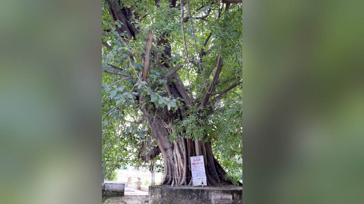 यमुनानगर के गगड़वाला सरोवर तट पर लगे त्रिवेणी से जुड़ी है अनोखी मान्यता ...